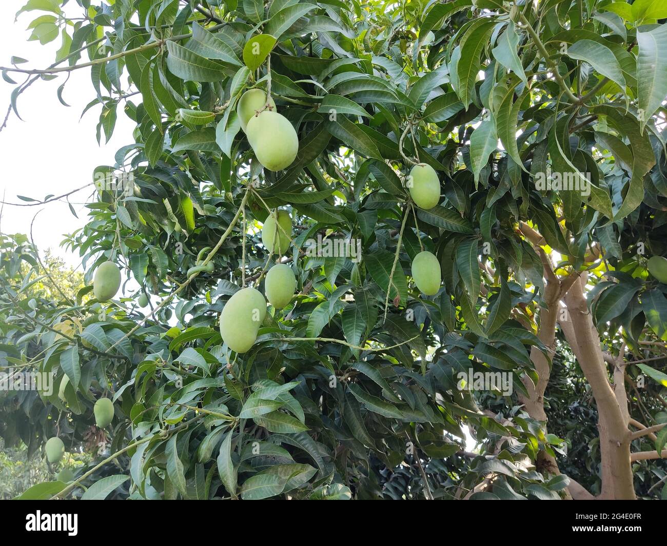 best mangoes in the word are from south punjab and sindh in pakistan A ...