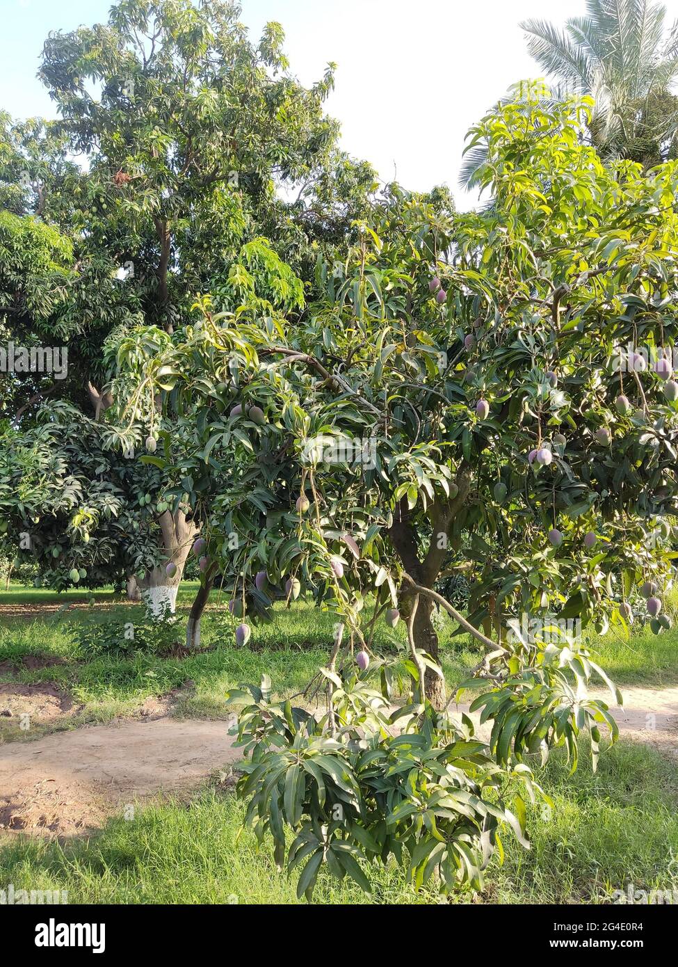 best mangoes in the word are from south punjab and sindh in pakistan A ...