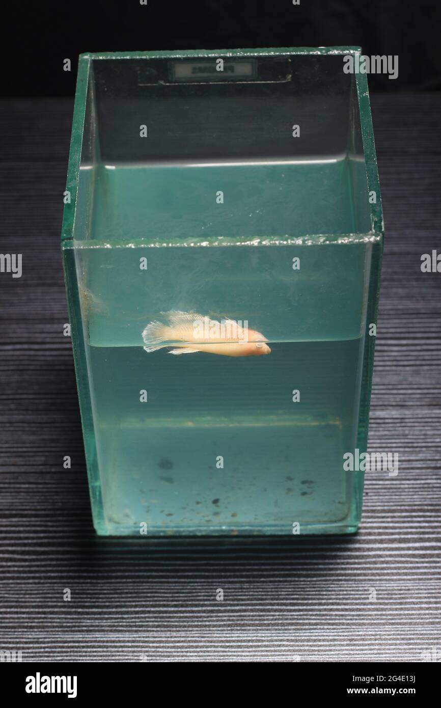 Photo of Death Soft Big Ear Gold Plakat, placard Cupang, Betta, Siamese ...
