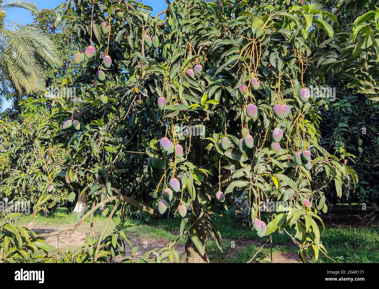 best mangoes in the word are from south punjab and sindh in pakistan A ...