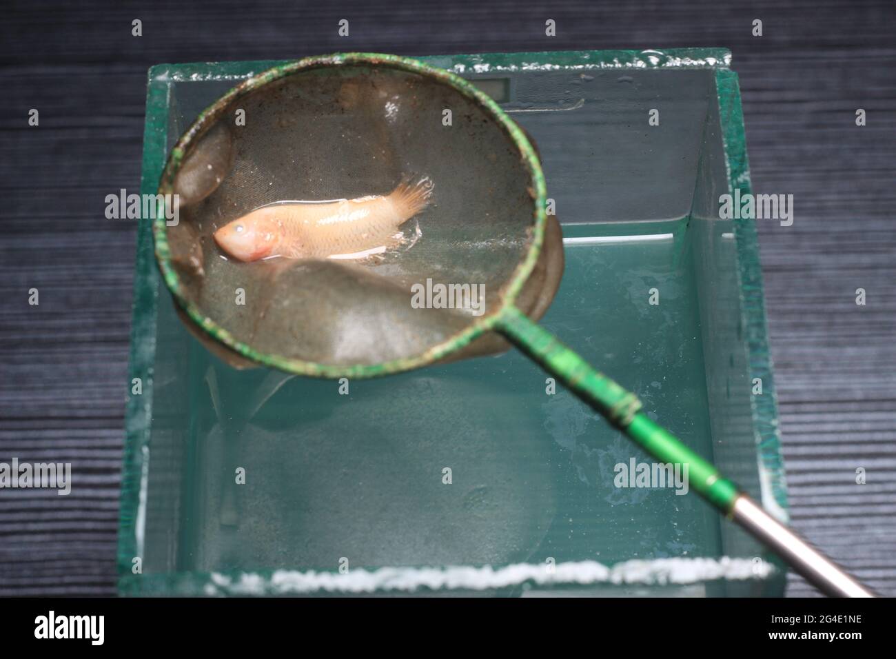 Photo of Death Soft Big Ear Gold Plakat, placard Cupang, Betta, Siamese ...