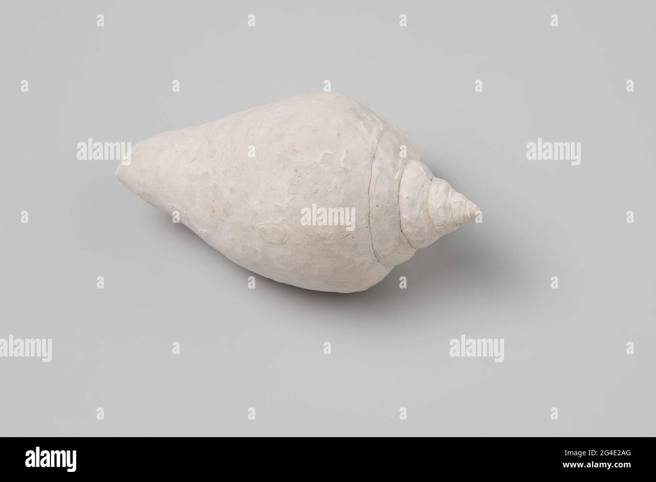 Strombus Canarium from v.O.C.-ship the 'white lion'. Shell from v.o.c ...