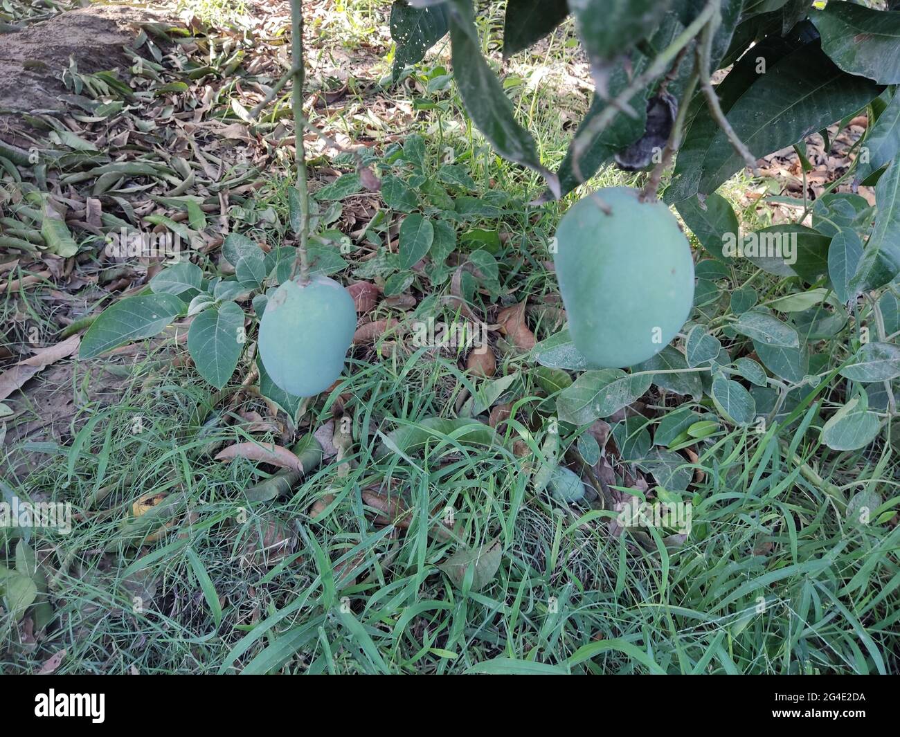 best mangoes in the word are from south punjab and sindh in pakistan A ...