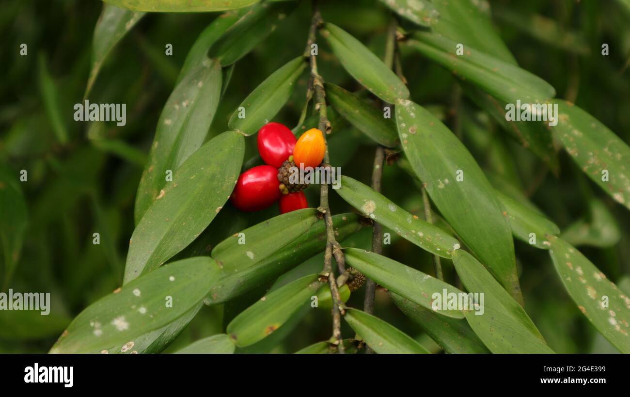 Ripening green seeds hi-res stock photography and images - Alamy