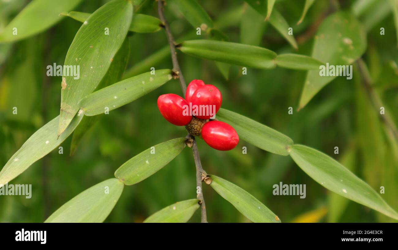 Red seeds hi-res stock photography and images - Alamy