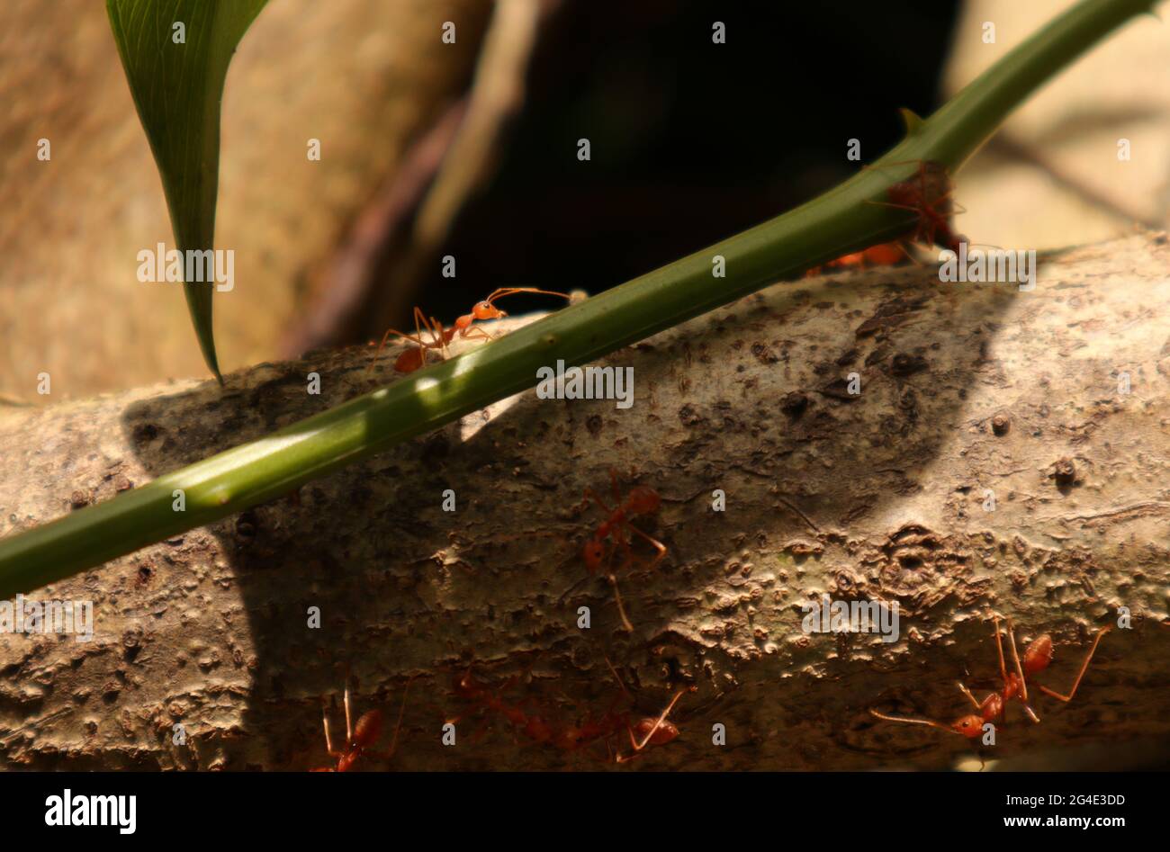 Fire ant hi-res stock photography and images - Alamy