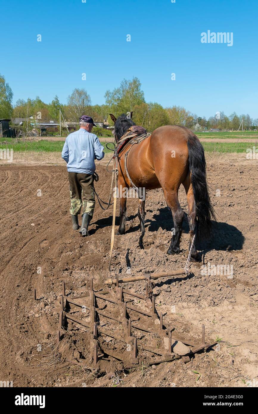 Draft horse rear view hi-res stock photography and images - Alamy
