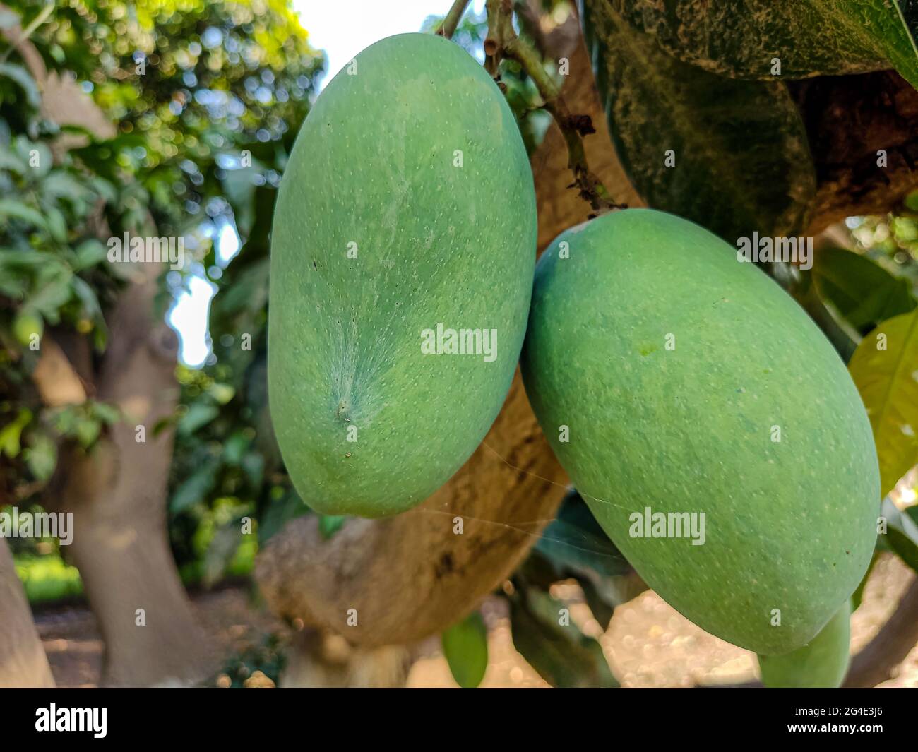 best mangoes in the word are from south punjab and sindh in pakistan A ...