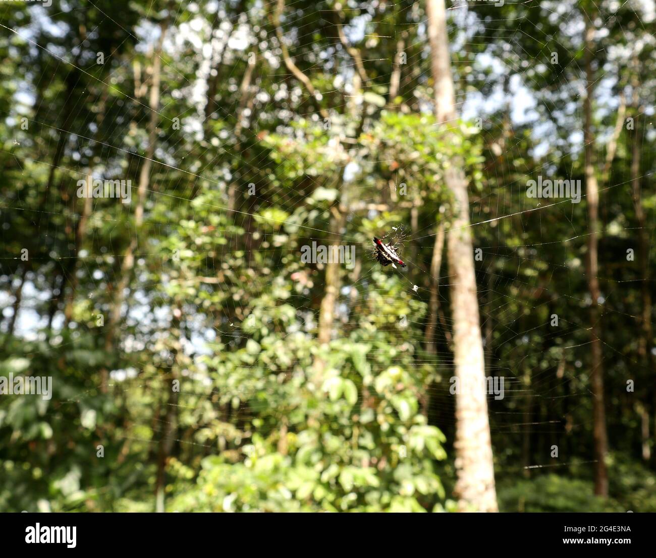 Spider shell hi-res stock photography and images - Alamy