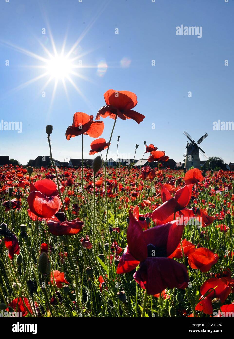 Lindenthal, Germany. 18th June, 2021. Behind red corn poppies, a ...