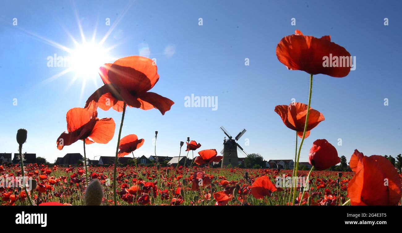 Lindenthal, Germany. 18th June, 2021. Behind red corn poppies, a ...