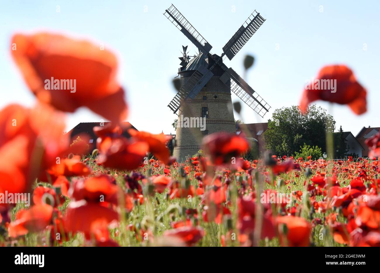Lindenthal, Germany. 18th June, 2021. Behind red corn poppies, a ...