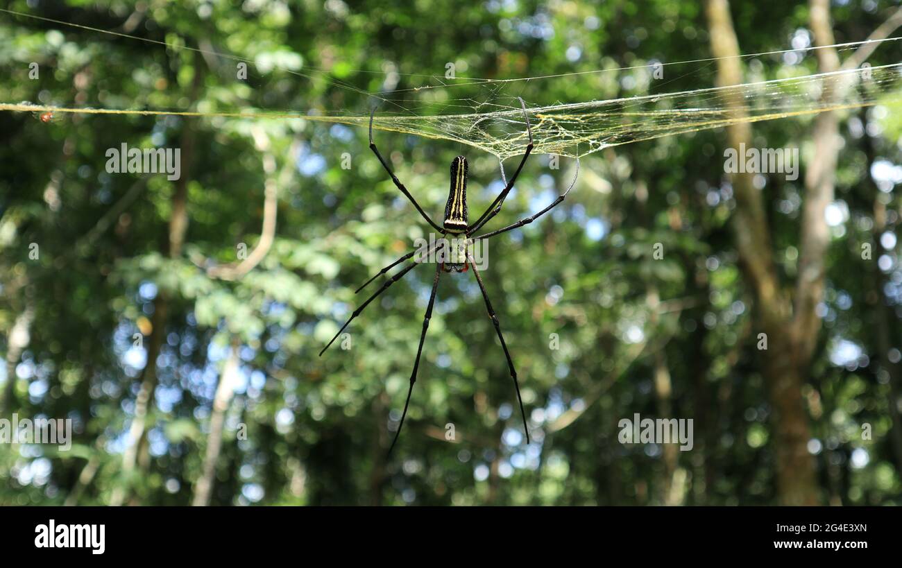 A female golden silk orb weaver spider preparing to rebuild her broken ...