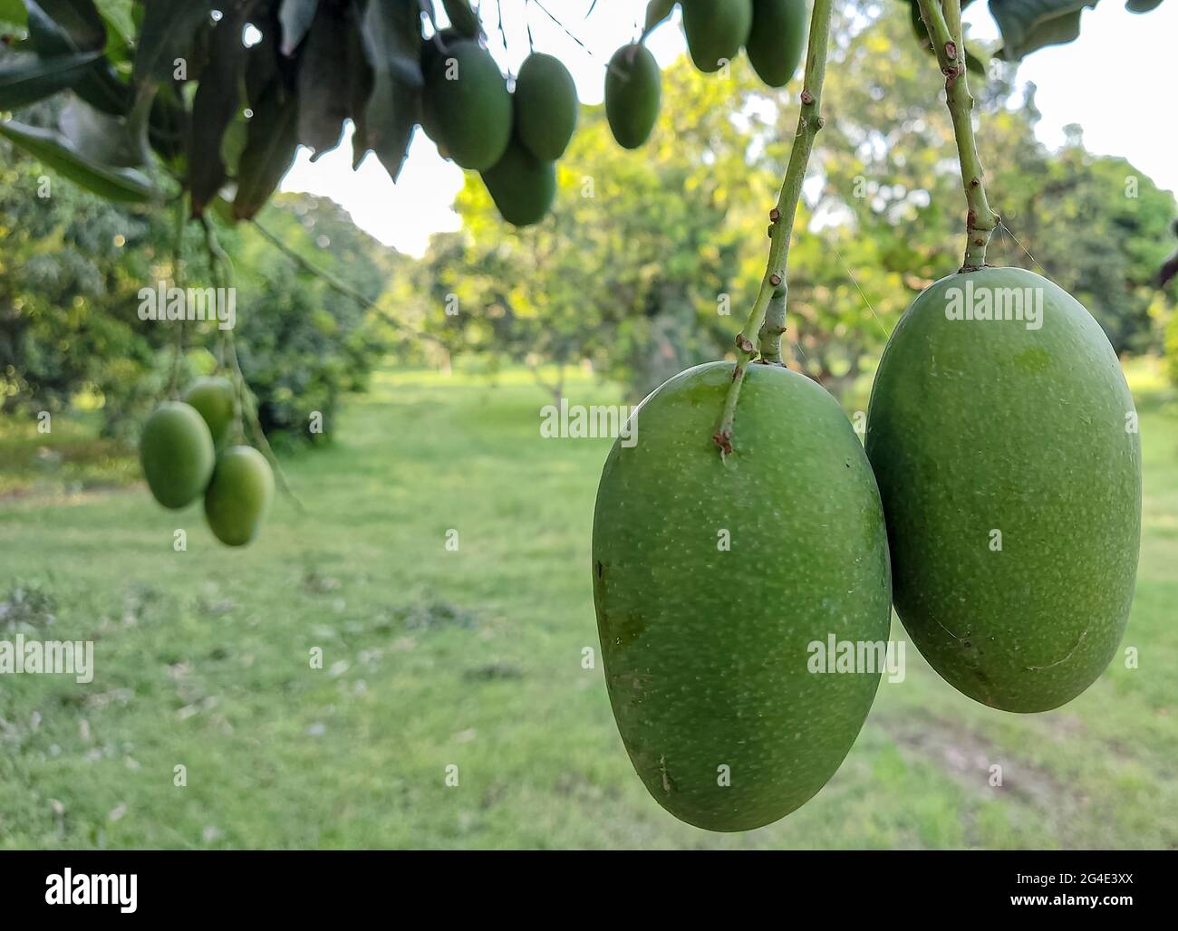 best mangoes in the word are from south punjab and sindh in pakistan A ...