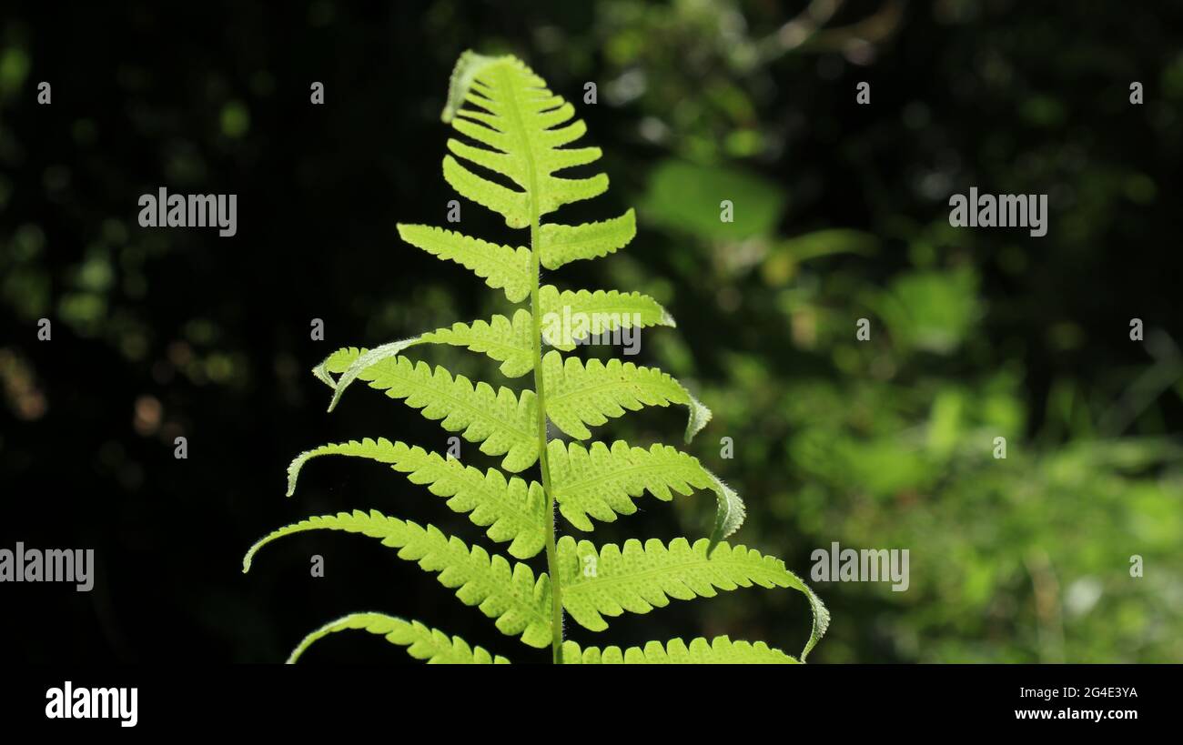 Sunlight falls on a fern leaf and shows the inner shape of a the leaf ...
