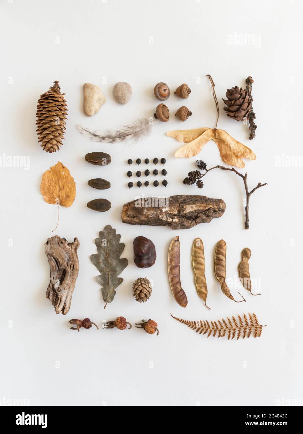 Flat lay autumn composition. Knolling made of various fall forest ...