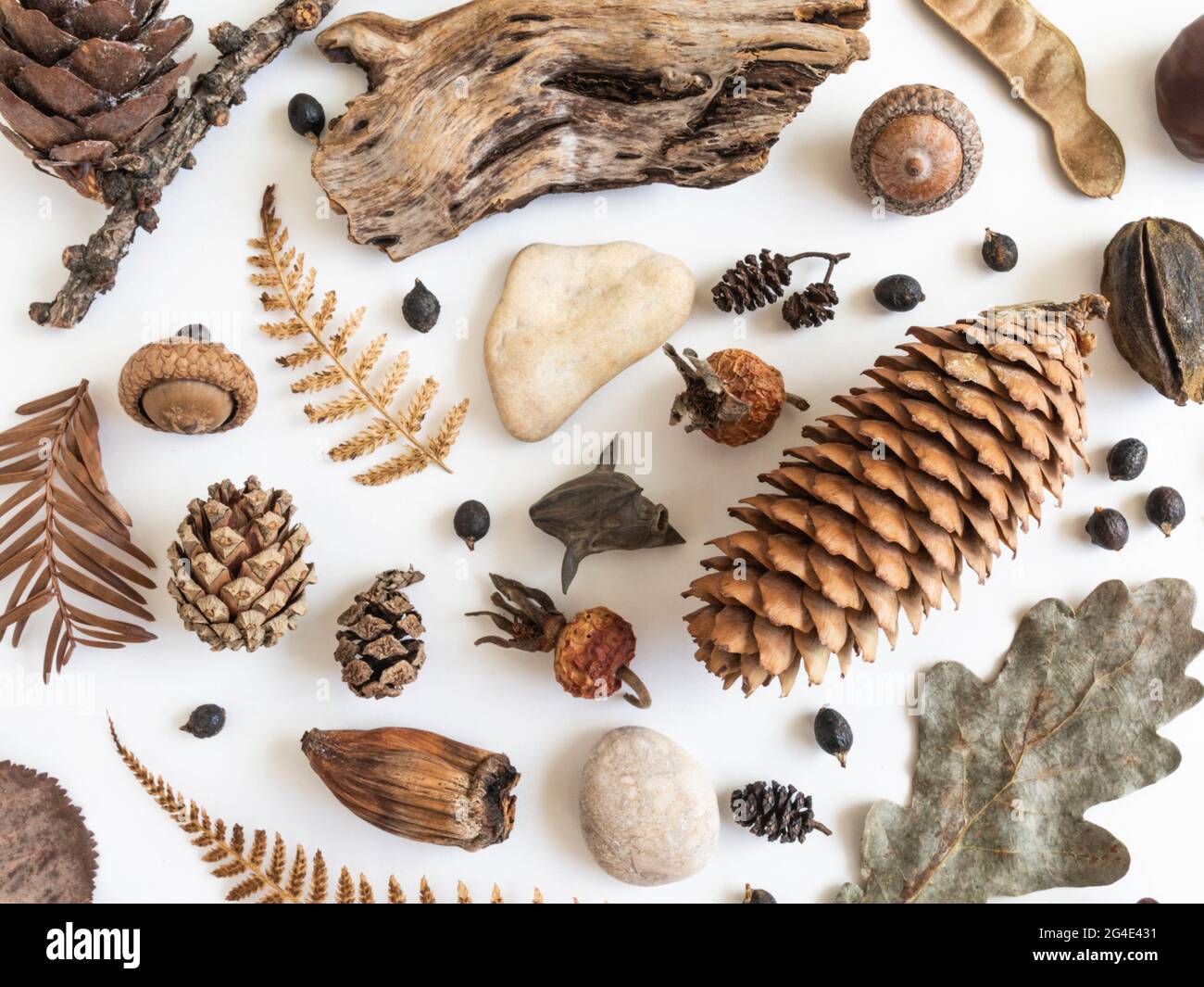 Flat lay autumn composition. Natural pattern of various fall forest ...