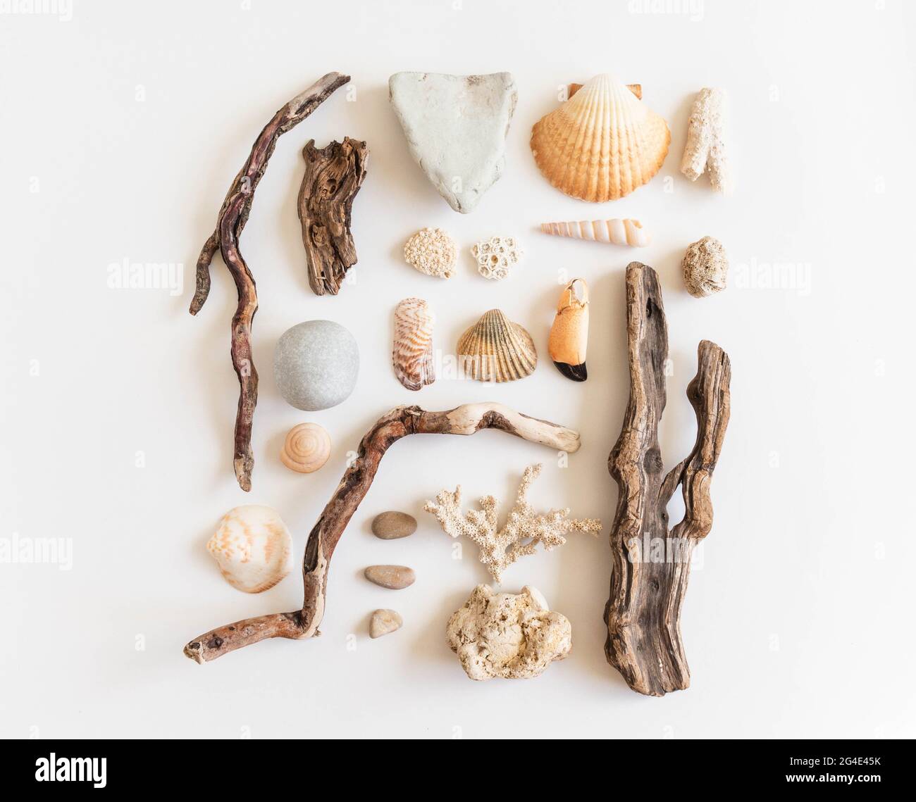 Composition of various wooden branches, stones, shells and other ...