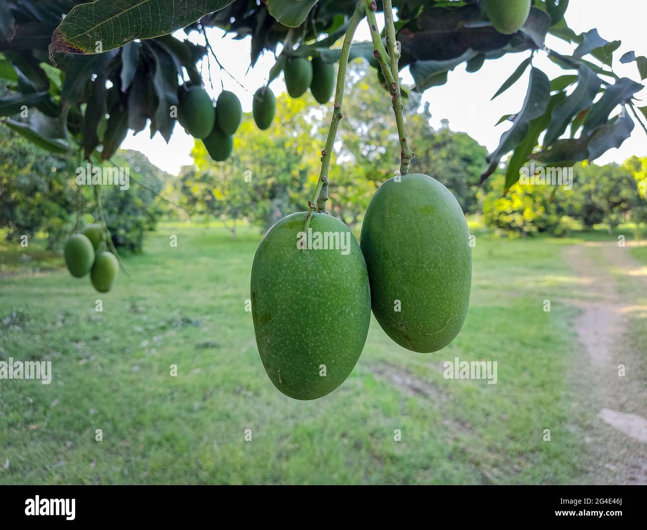 best mangoes in the word are from south punjab and sindh in pakistan A ...