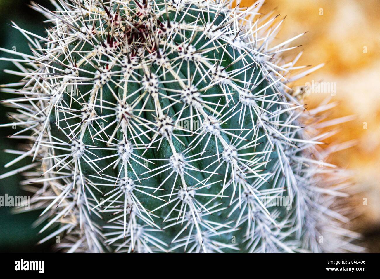 Flowers in the garden. Purple flowers. Gerberas in the garden. Purple ...