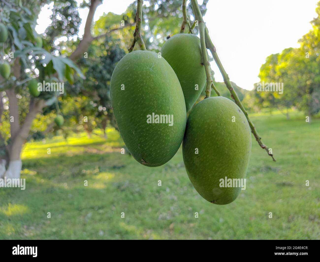 best mangoes in the word are from south punjab and sindh in pakistan A ...