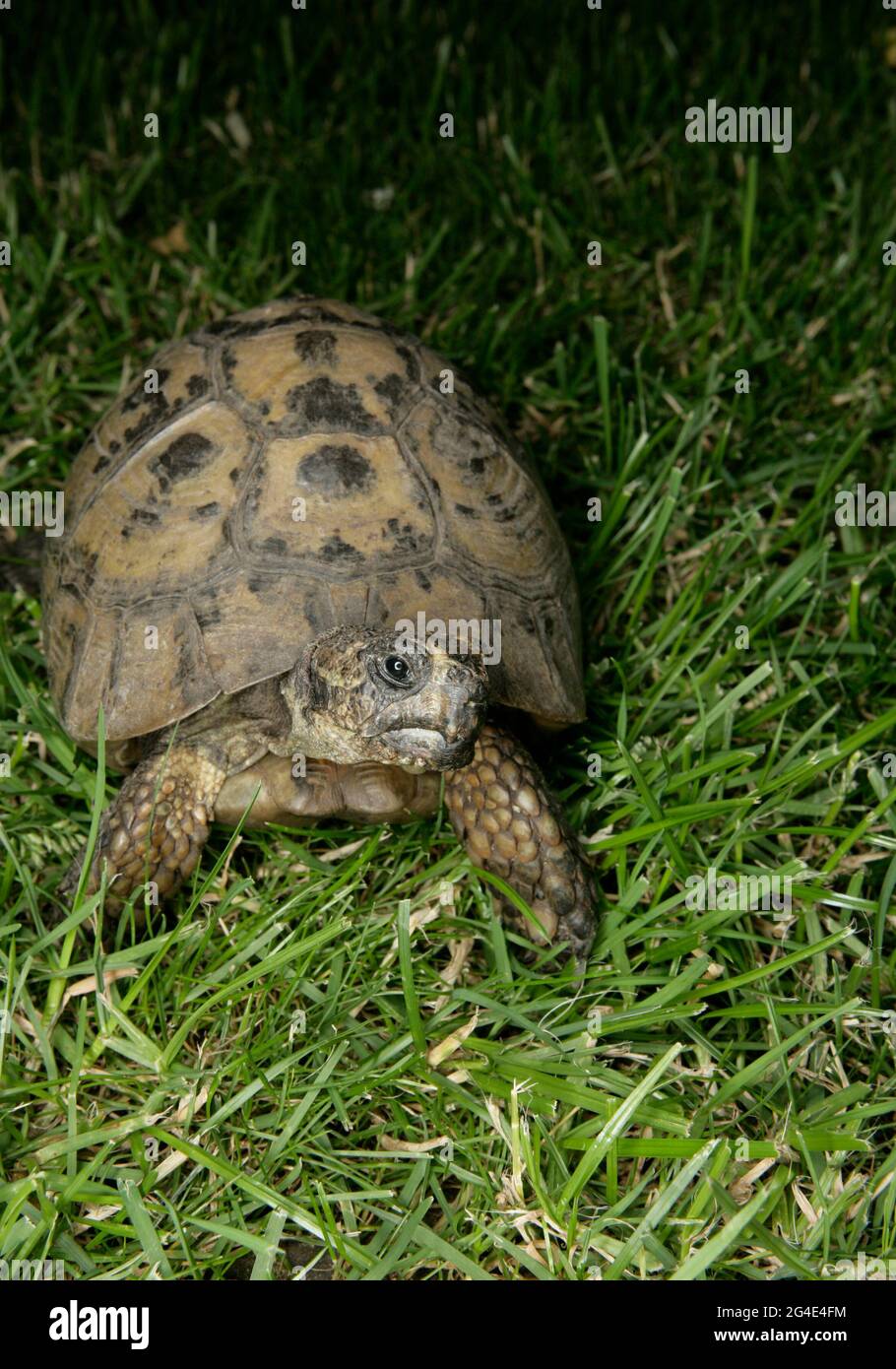 A tortoise in a garden Stock Photo - Alamy