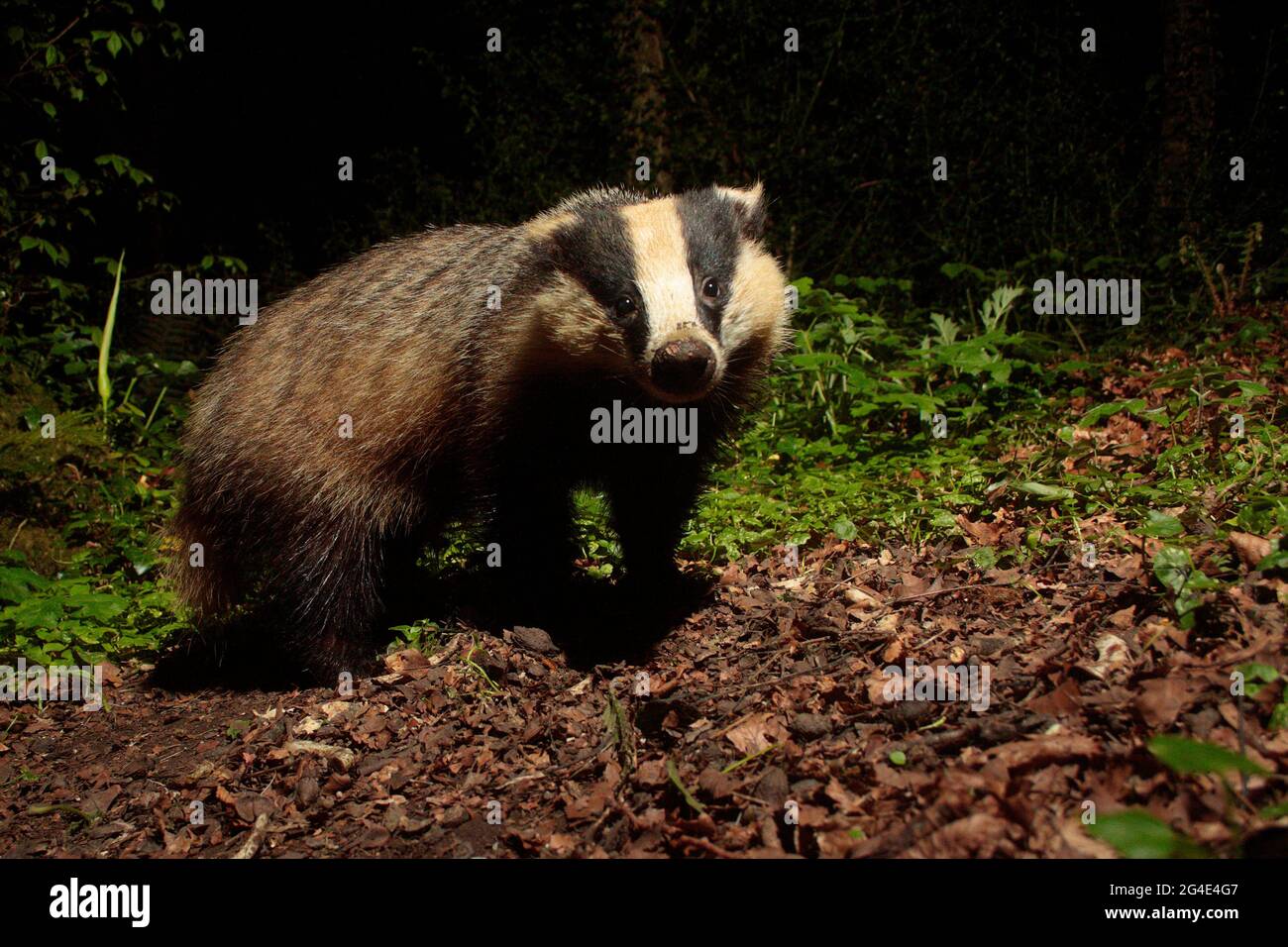Badger in woodland Stock Photo - Alamy