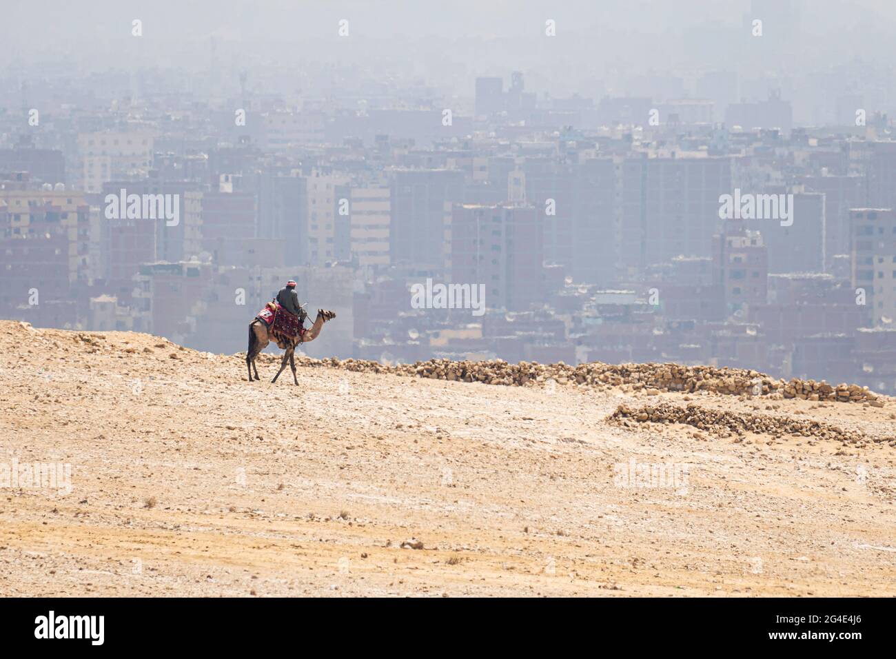 Camels with a local Bedouin walk through desert near the Great Pyramid of Khufu in Giza against ...