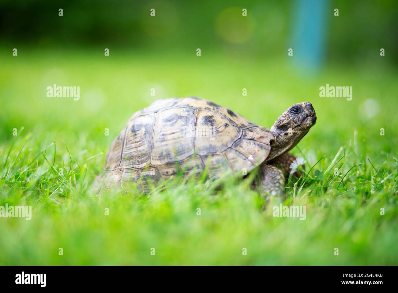 A Tortoise in a garden Stock Photo - Alamy