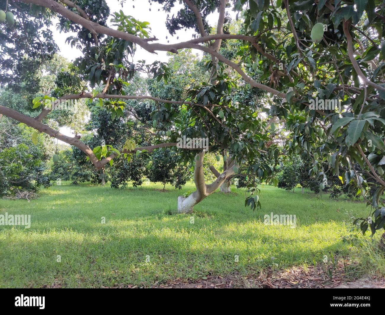 best mangoes in the word are from south punjab and sindh in pakistan A ...