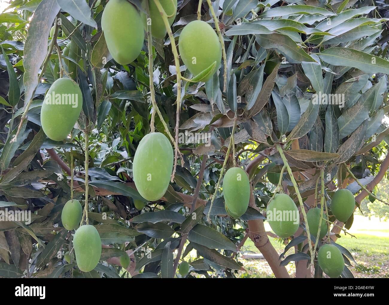 best mangoes in the word are from south punjab and sindh in pakistan A ...