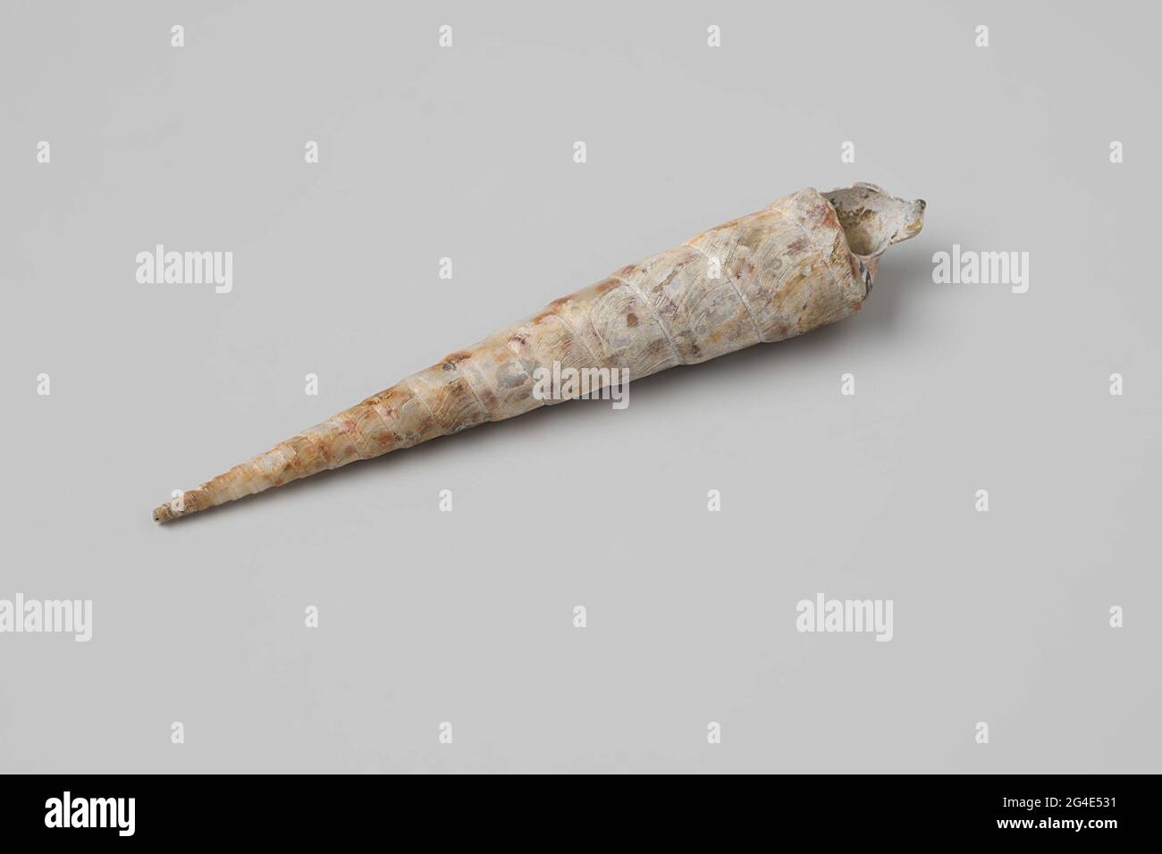 Terebra subulata hi-res stock photography and images - Alamy