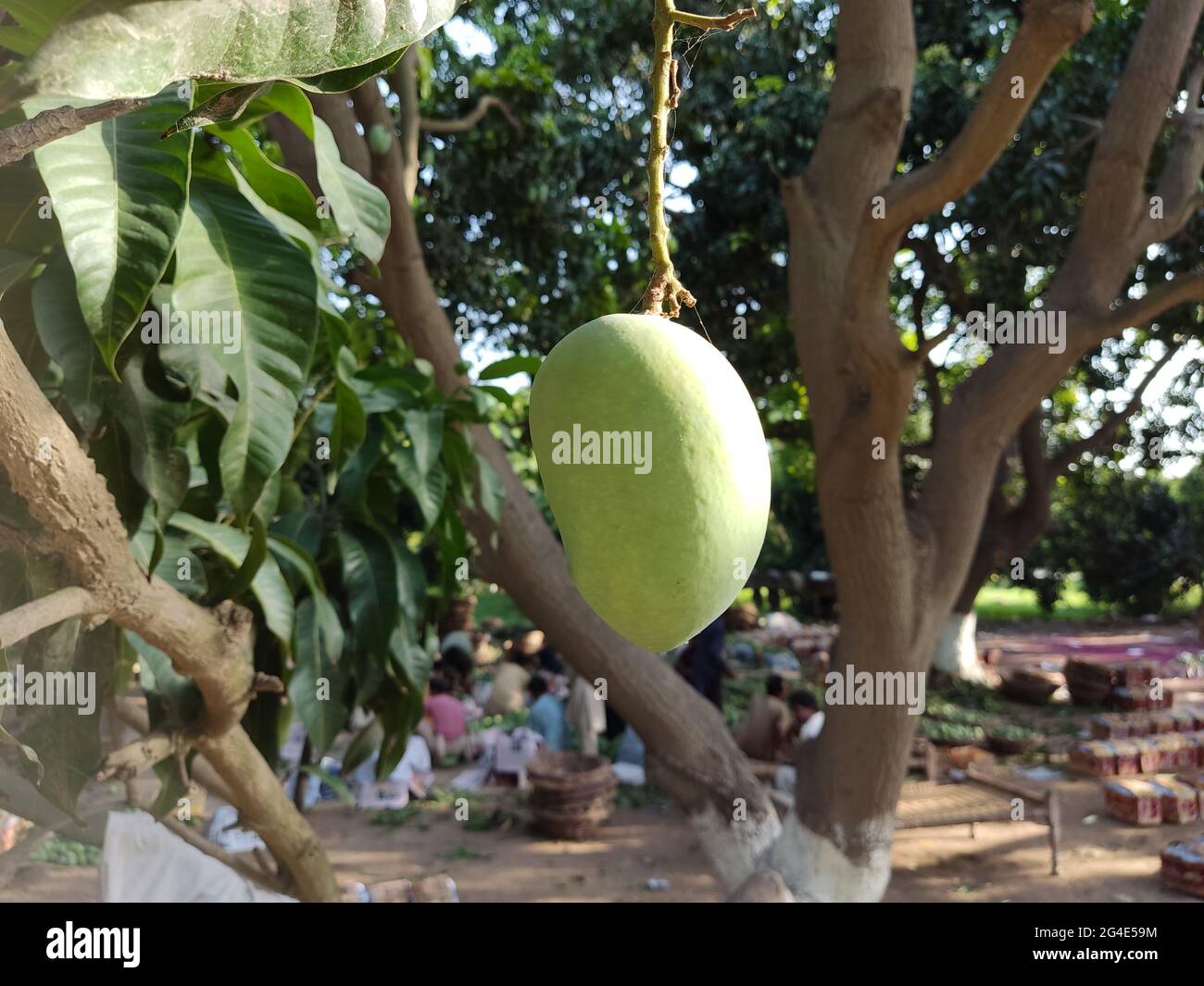 best mangoes in the word are from south punjab and sindh in pakistan A ...