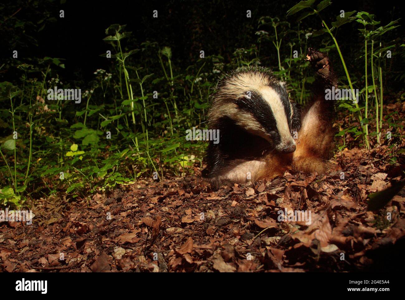 Badger in woodland Stock Photo - Alamy