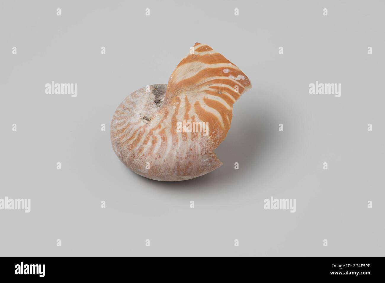 Nautilus Pompilius from v.O.C.-ship the 'white lion'. Shell of an squid ...