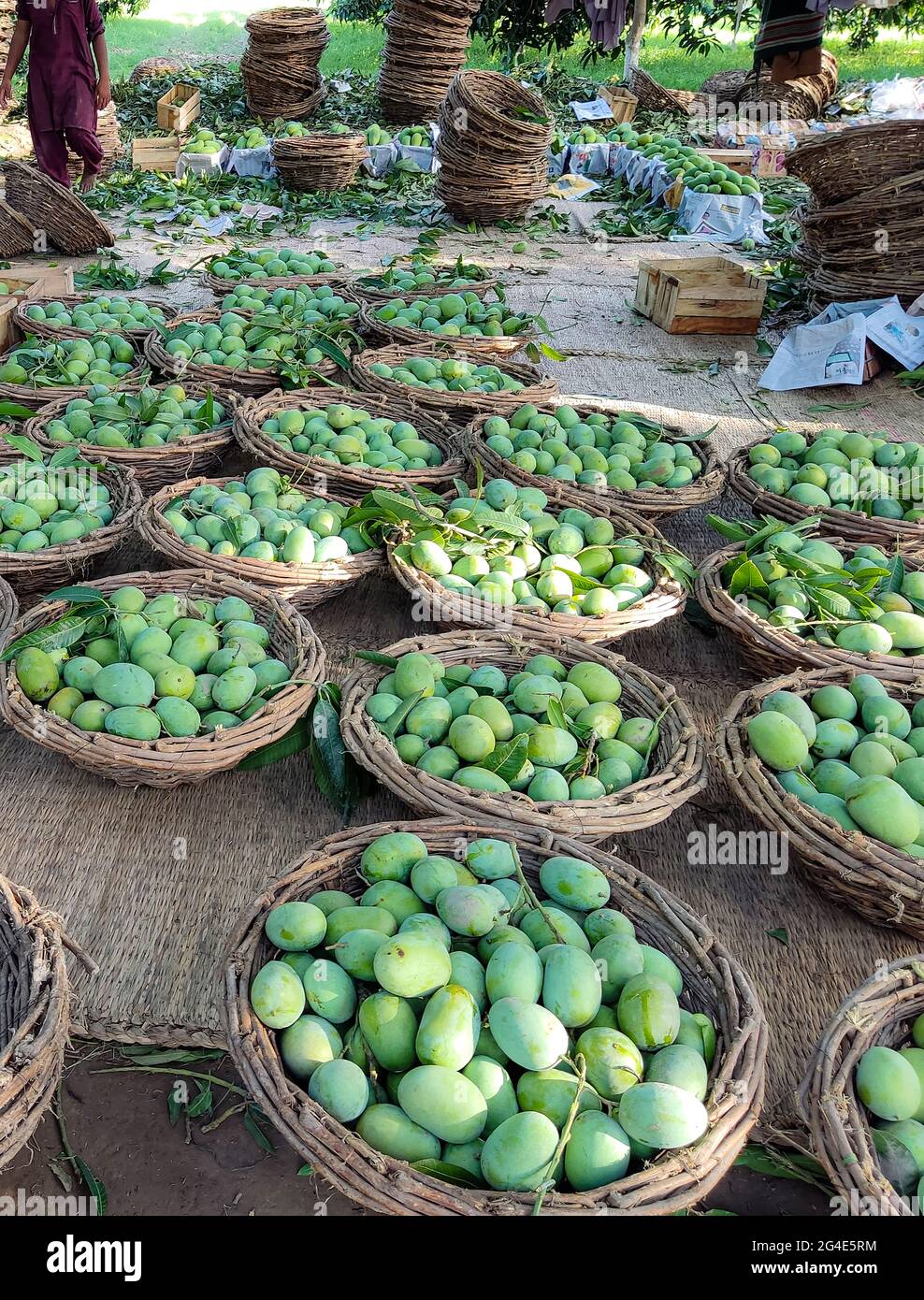 best mangoes in the word are from south punjab and sindh in pakistan A ...