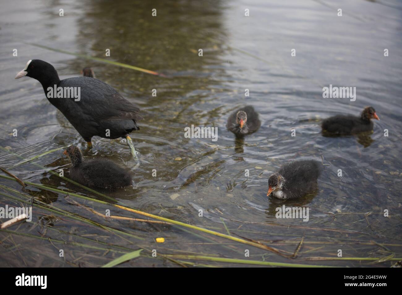 The cute baby waterhens with their mother at Sauvabelin Lake in the ...