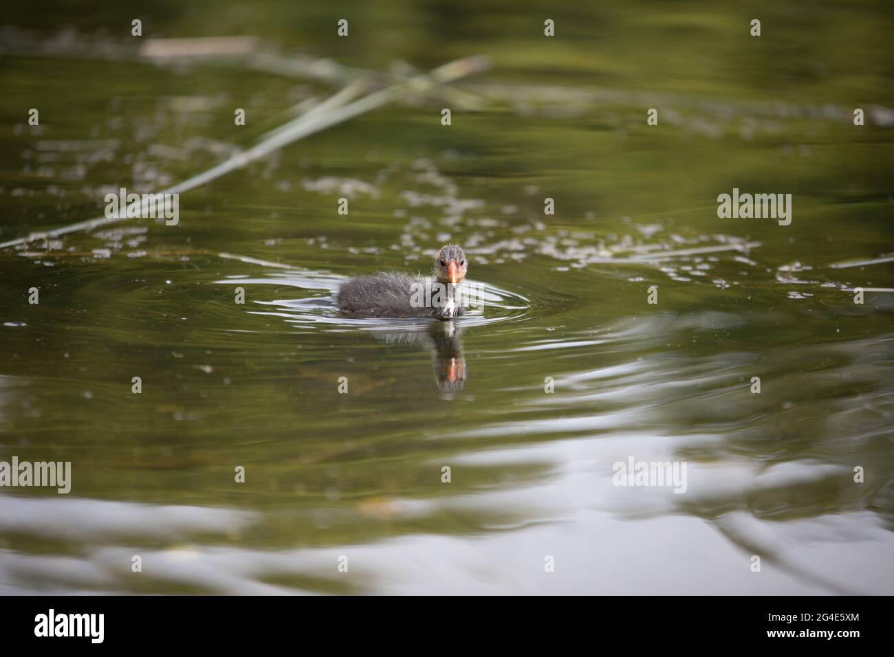 A waterhen at Sauvabelin Lake in the canton of Vaud in Switzerland ...