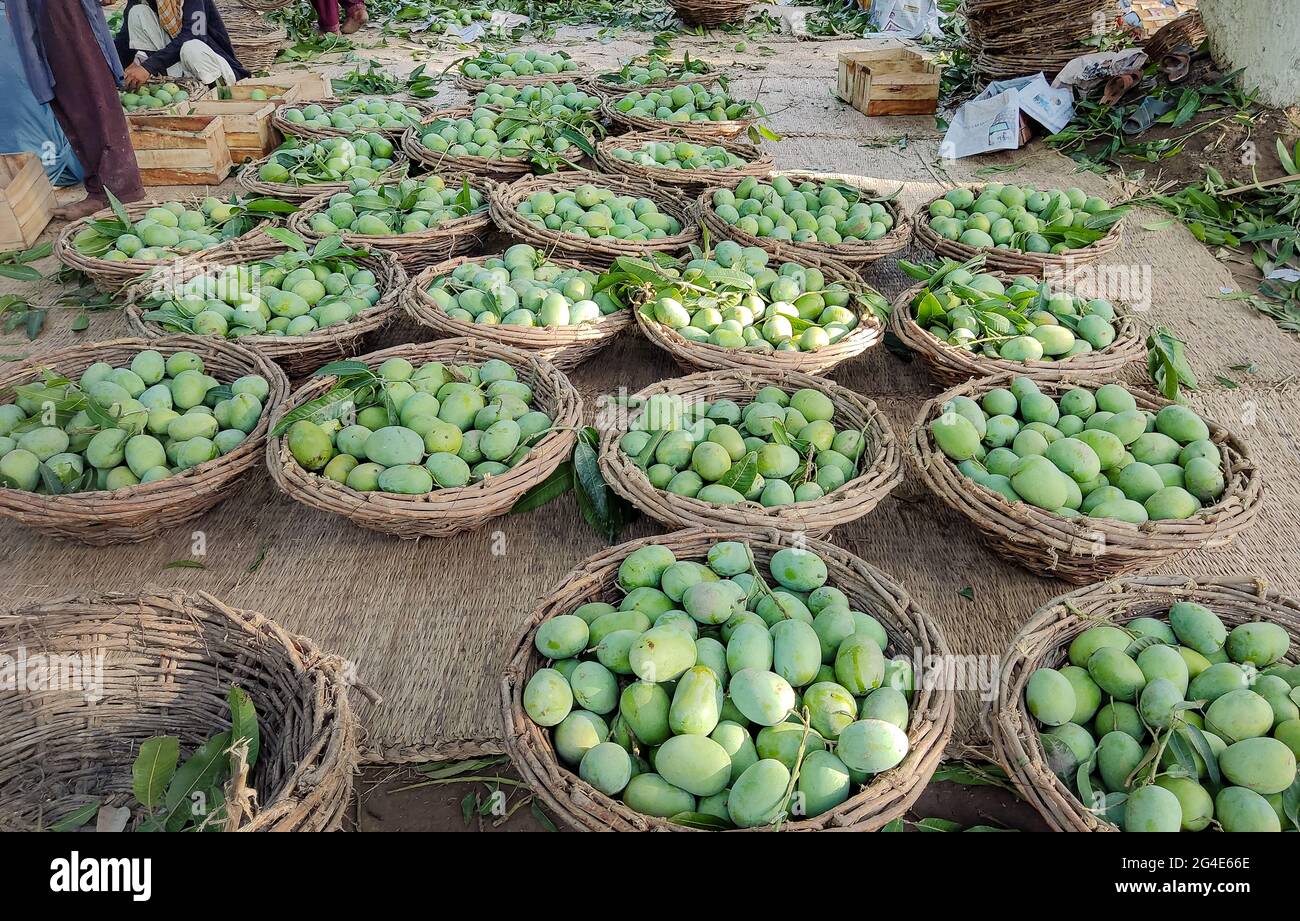 best mangoes in the word are from south punjab and sindh in pakistan A ...
