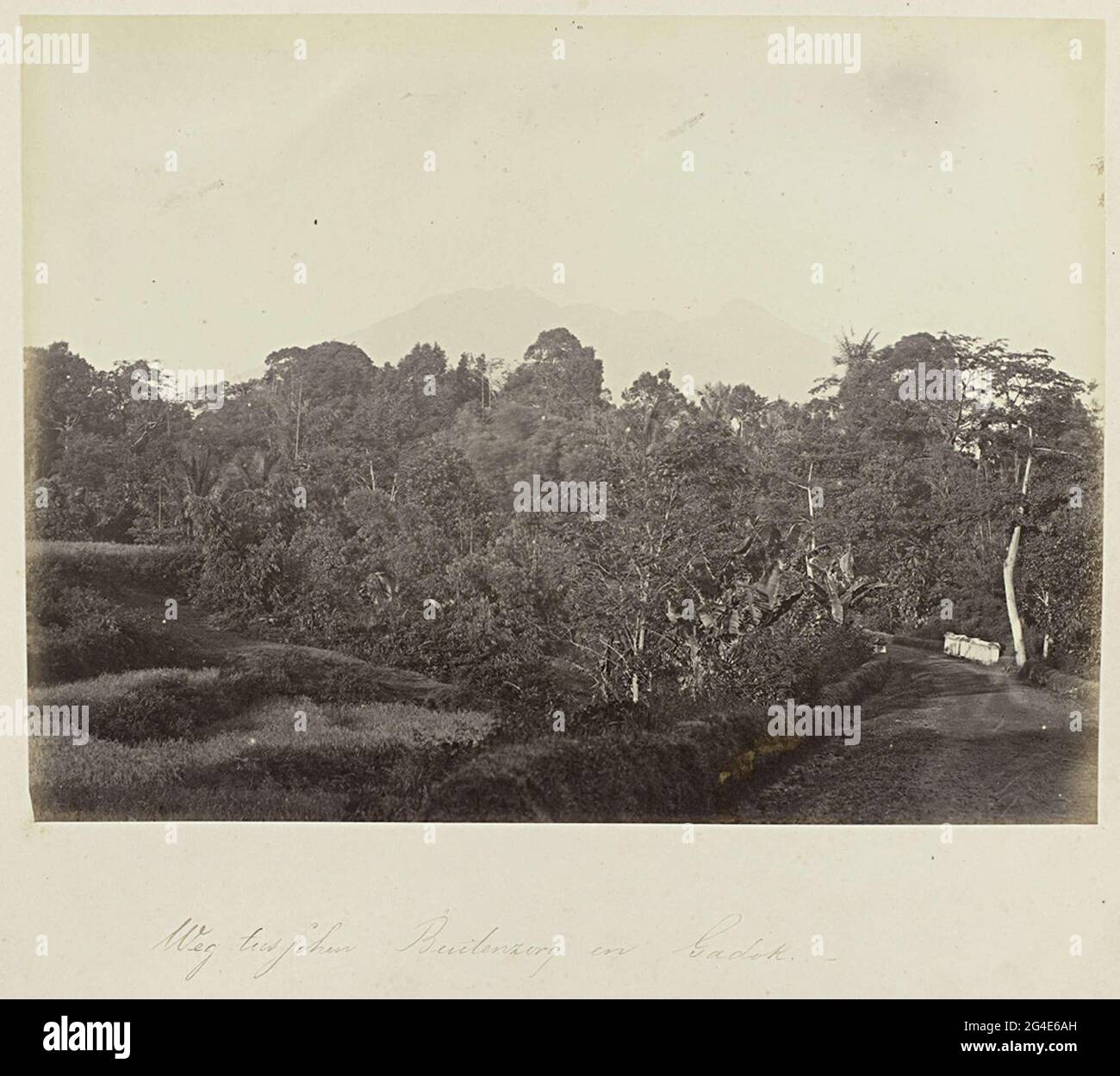 Gadog hi-res stock photography and images - Alamy