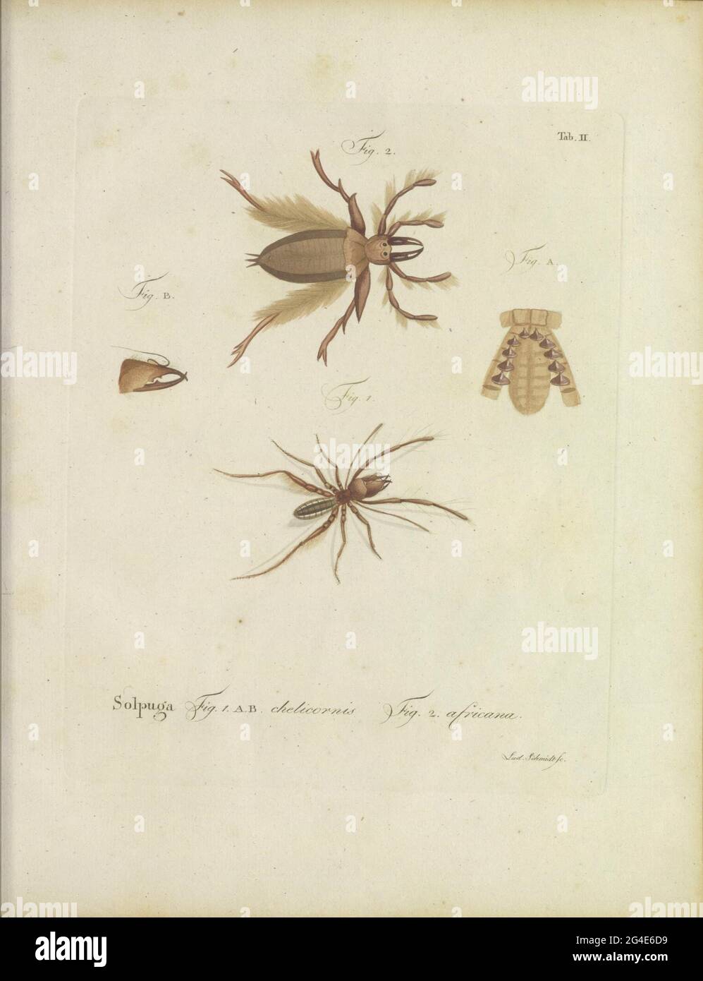 Wingless bee hi-res stock photography and images - Alamy