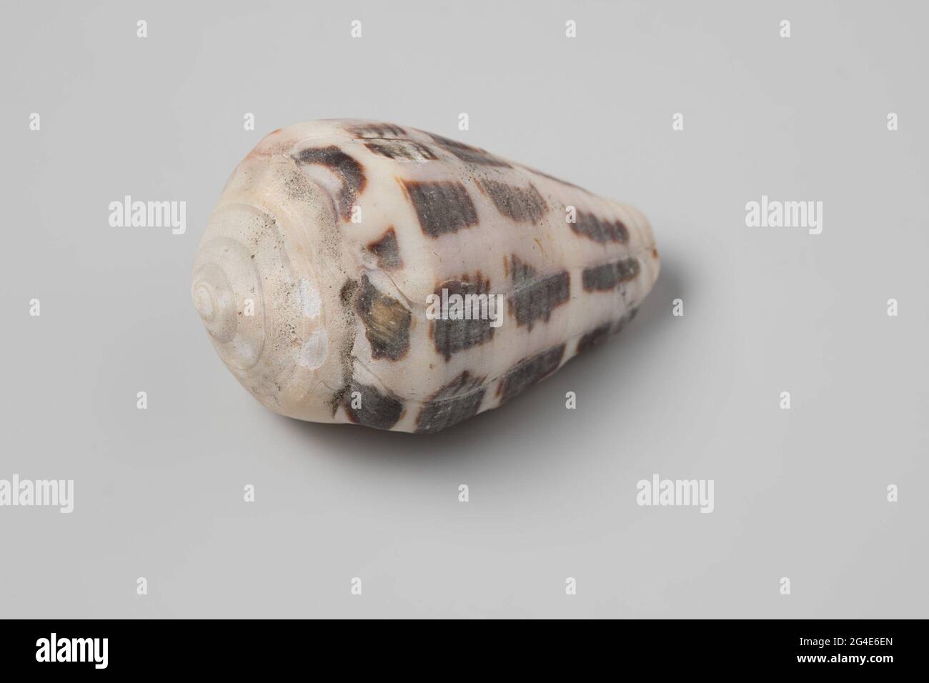 Conus Ebraeus from v.O.c.-ship the 'white lion'. Shell from v.o.c.-ship ...