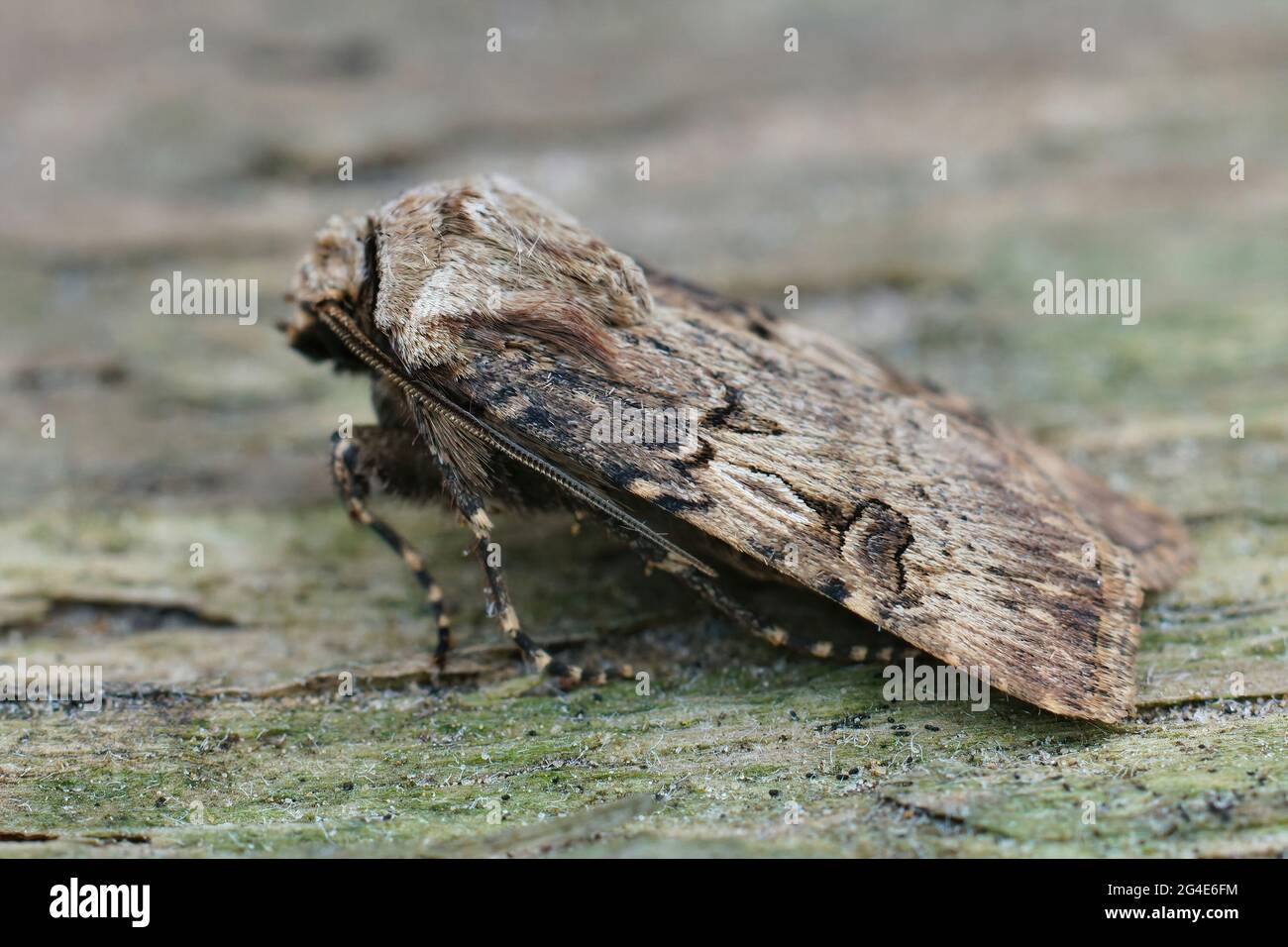 Shuttle shaped dart hi-res stock photography and images - Alamy