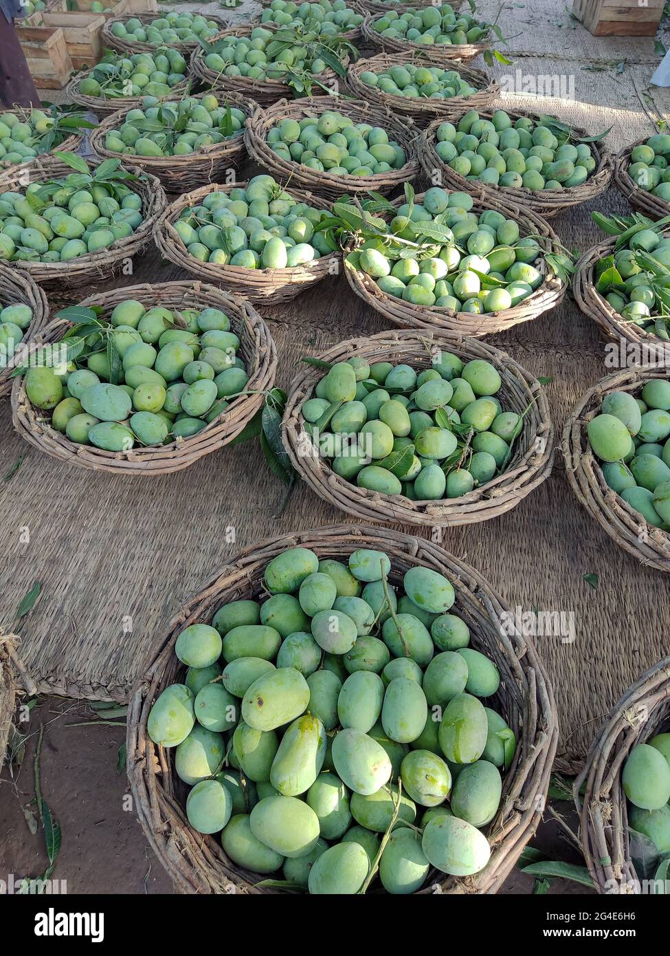 best mangoes in the word are from south punjab and sindh in pakistan A ...