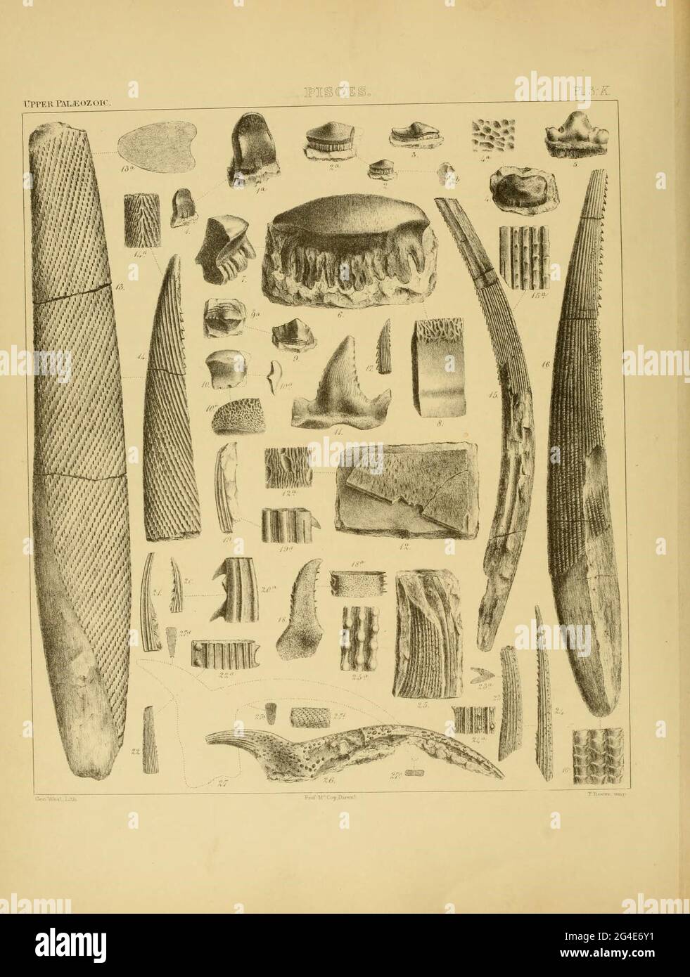 1855 Classification High Resolution Stock Photography and Images - Alamy