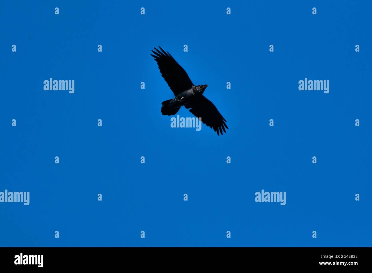 Black bird flying in the clear blue sky Stock Photo - Alamy