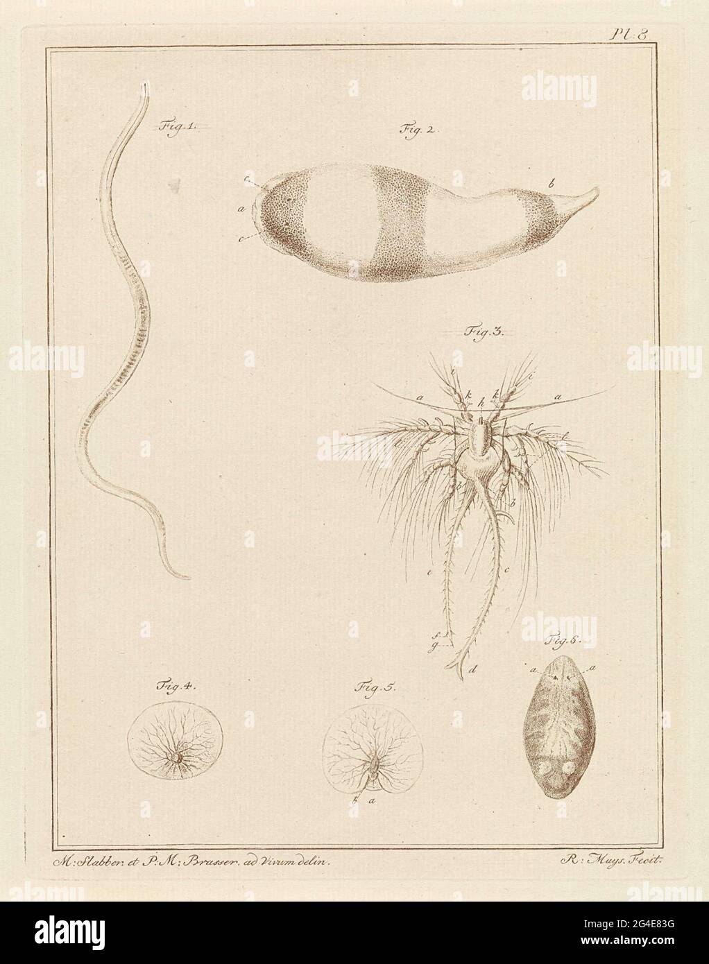 . Figure 1 shows a wire worm, Figure 2 a platory, Figure 3 shows a ...