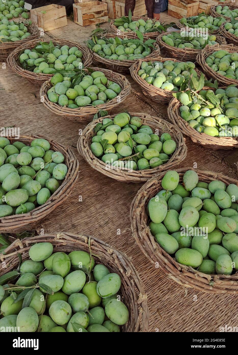 African mango farmer hi-res stock photography and images - Alamy