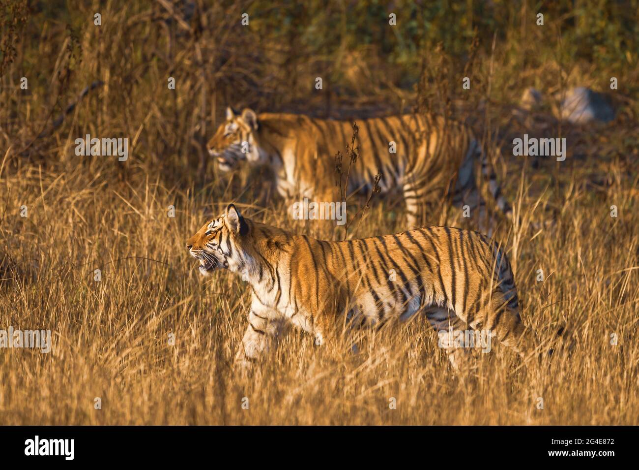 Royal Bengal Tiger High Resolution Stock Photography and Images - Alamy
