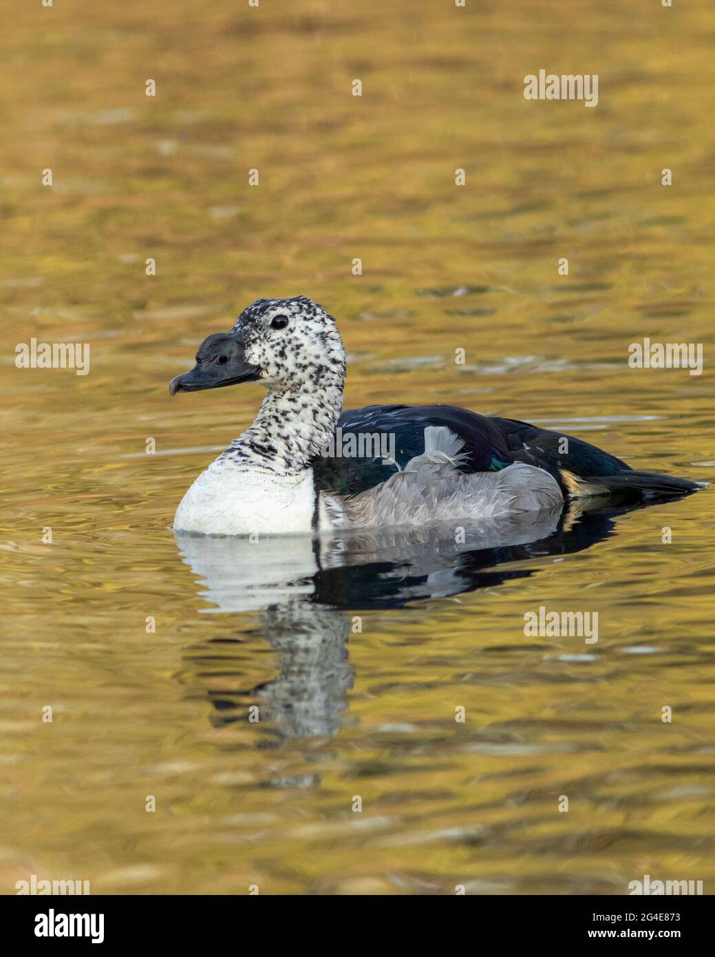 Sarkidiornis melanotos african comb duck hi-res stock photography and ...